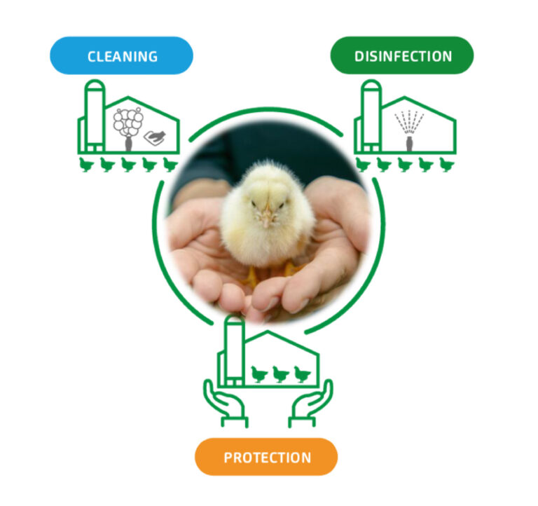 Avian Influenza: information & prevention - Kersia Group