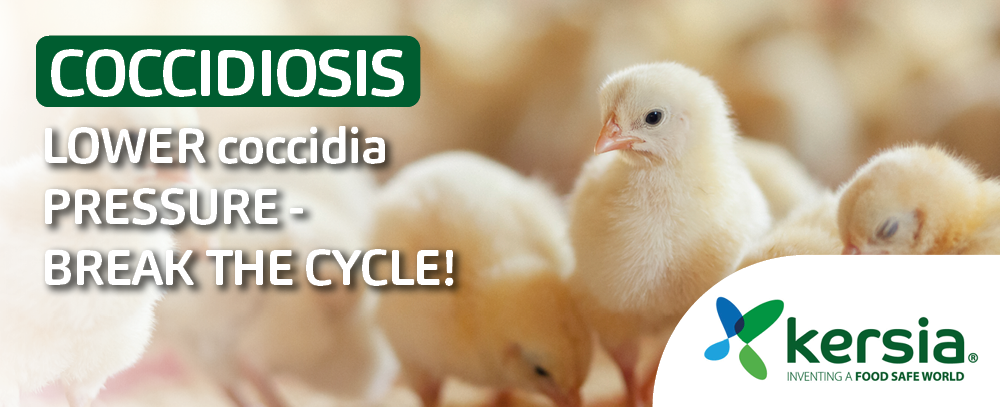 What is coccidiosis in Poultry and how can it be controlled? - Kersia Group