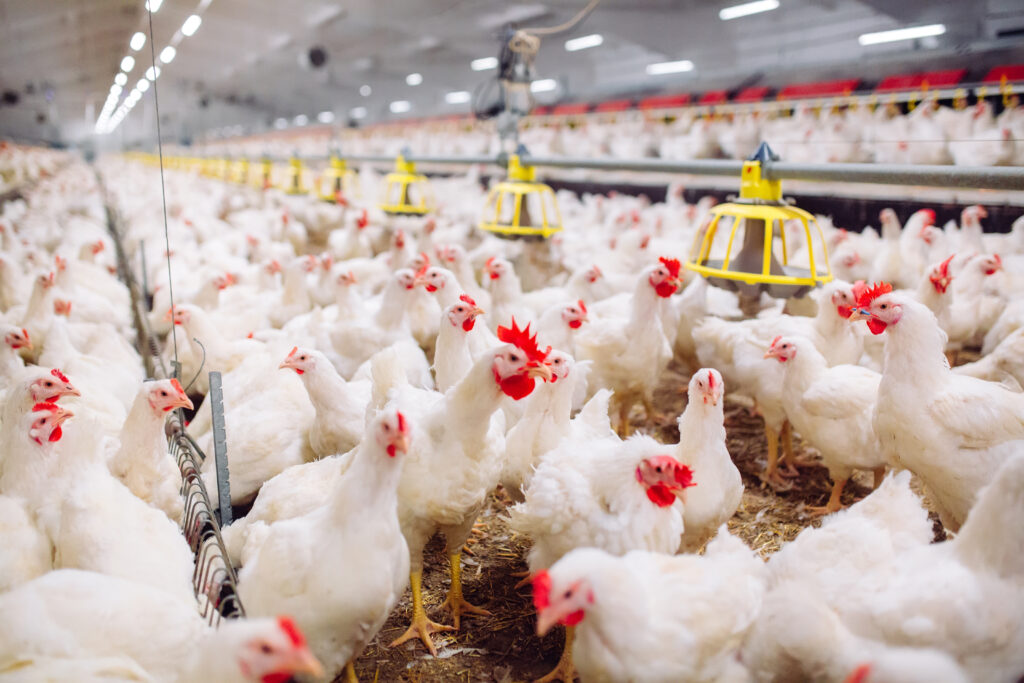Campylobacter Prevention – from Farm to Fork - Kersia Group