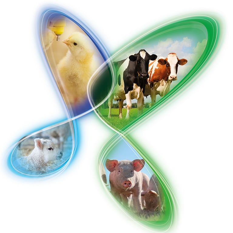 Complementary Feed Solutions - Kersia Group