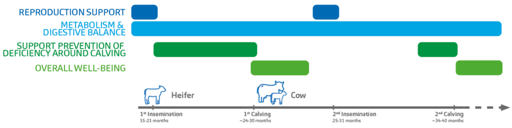 Complementary Feed Solutions - Ruminants - Kersia Group