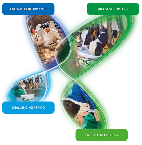 Complementary Feed Solutions - Ruminants - Kersia Group