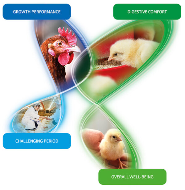 Complementary Feed Solutions - Poultry - Kersia Group