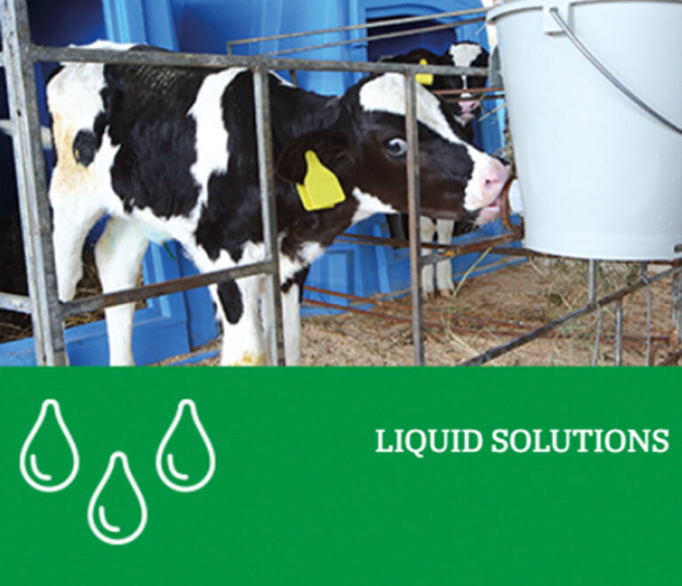 Complementary Feed Solutions - Ruminants - Kersia Group