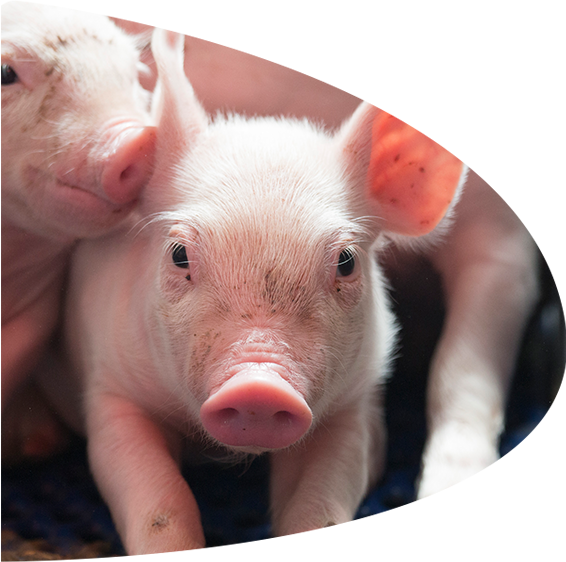 Complementary Feed Solutions - Pigs - Kersia Group