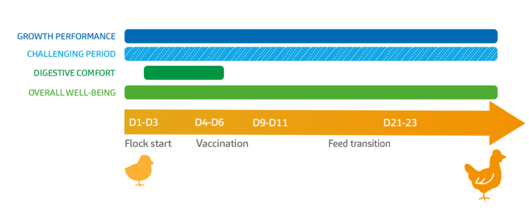 Complementary Feed Solutions - Poultry - Kersia Group